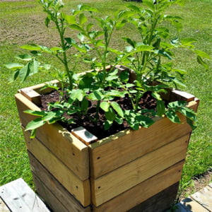 7 Easy DIY Potato Planter Ideas To Elevate Your Garden Game - The Homey ...