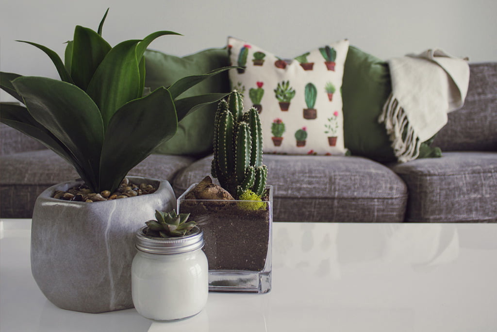 12 Aesthetic Plants That Will Brighten Up Your Home - The Homey Space