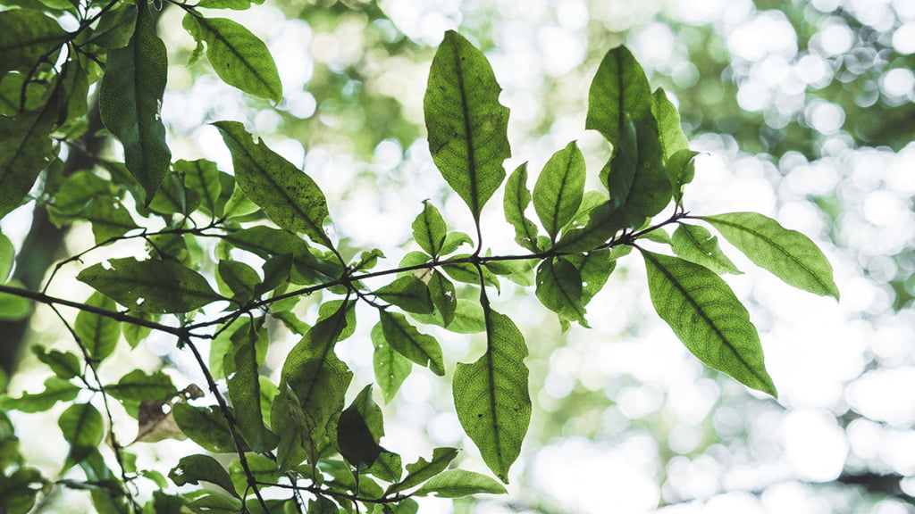 10 Unique Spiky Plants To Add To Your Home - The Homey Space