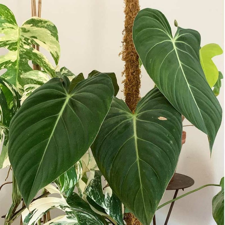 20 Most-Wanted Rare Houseplants - The Homey Space