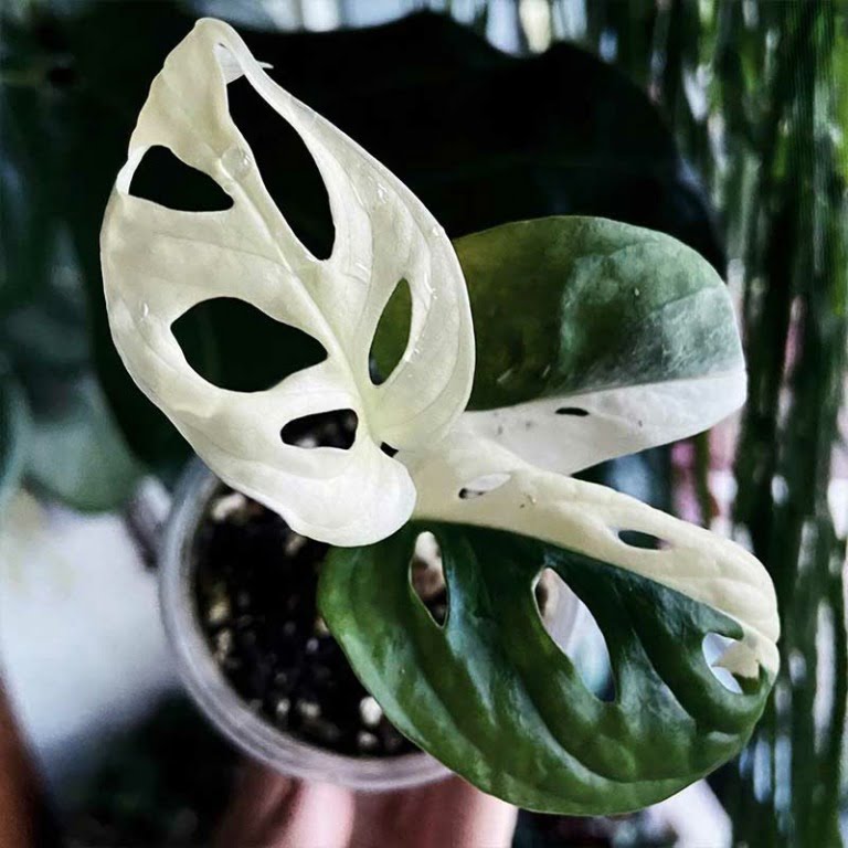 20 Most-Wanted Rare Houseplants - The Homey Space