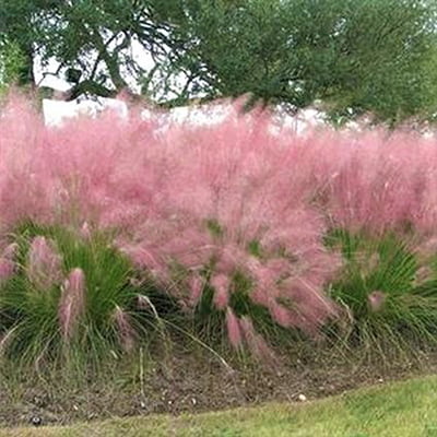 The 11 Best Types Of Fountain Grass To Add To Your Garden - The Homey Space