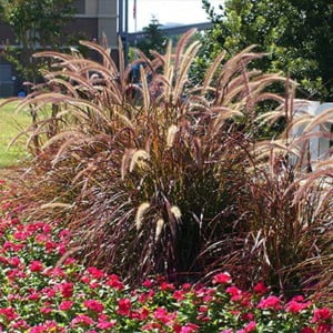 The 11 Best Types Of Fountain Grass To Add To Your Garden - The Homey Space