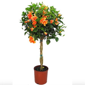 15 Best Outdoor Tropical Plants To Add To Your Backyard - The Homey Space