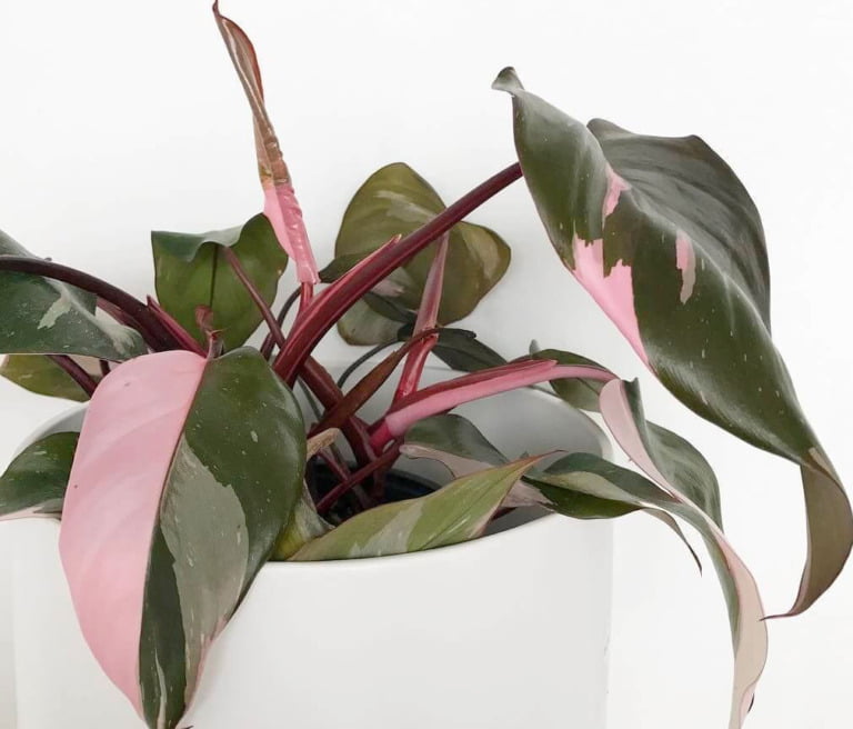 Elevate Your Indoor Jungle: The Ultimate Marble Queen Pothos Care Guide ...