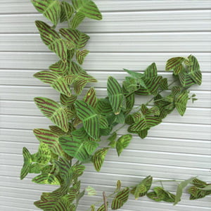 20 Unique Plants To Liven Up Your Home - The Homey Space