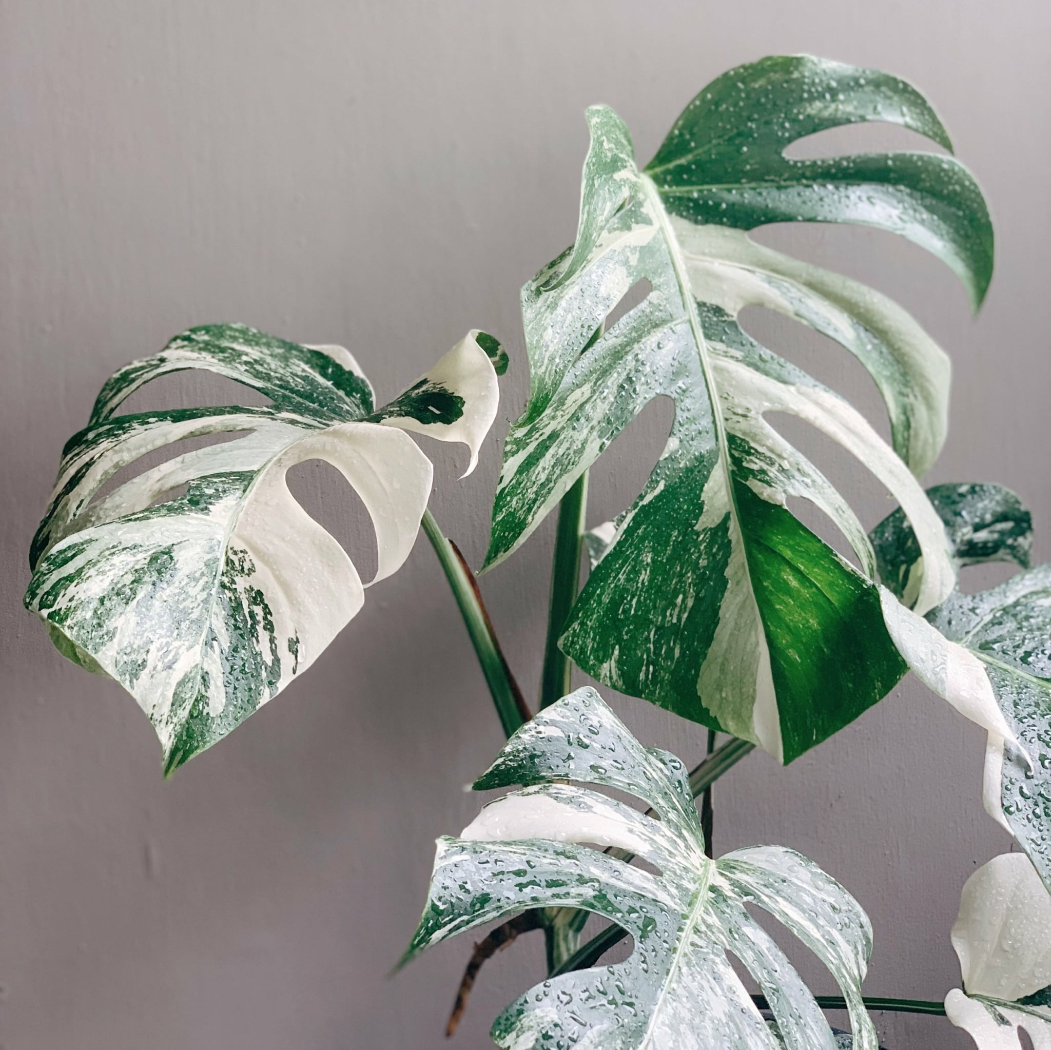 Ultimate Variegated Monstera Plants Guide- Include Where You Can Find ...