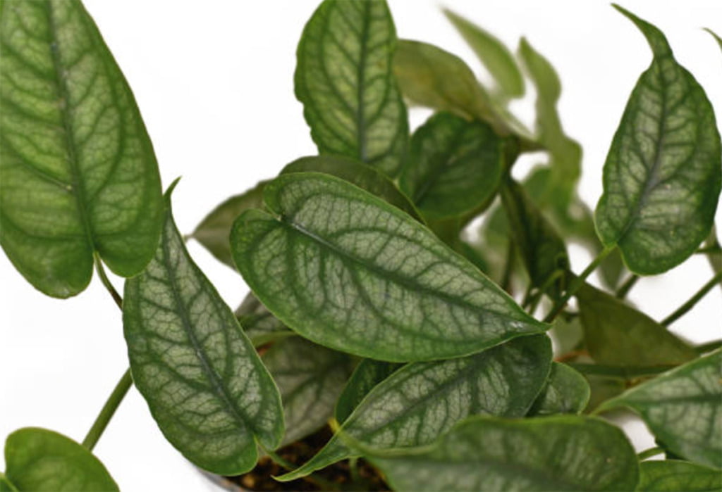 Lotus Plant: A Care Guide - The Homey Space