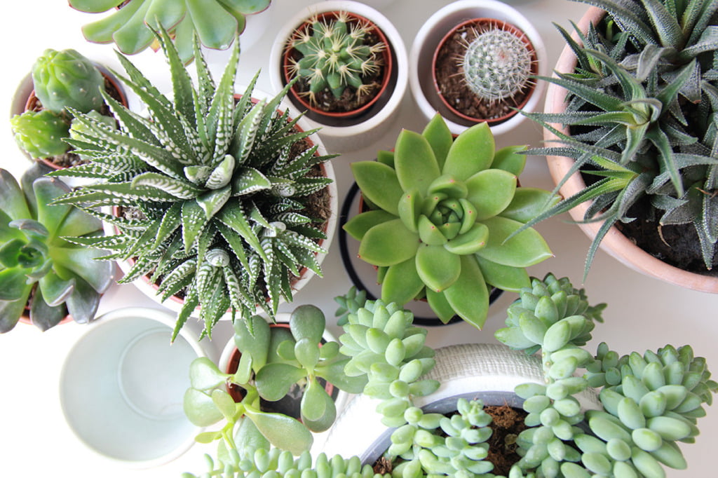 12 Aesthetic Plants That Will Brighten Up Your Home - The Homey Space