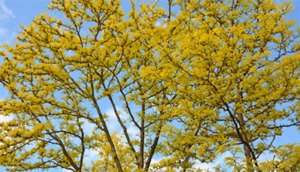 10 Unique Spiky Plants To Add To Your Home - The Homey Space