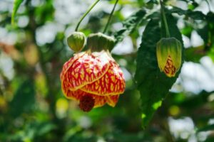 The Ultimate Chinese Lantern Plant Care Guide - The Homey Space