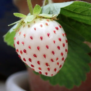 How To Grow White Strawberry Plants In Your Garden - The Homey Space
