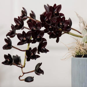 20 Most-Wanted Rare Houseplants - The Homey Space