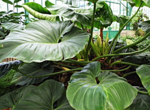 Philodendron Giganteum: A Care Guide - The Homey Space