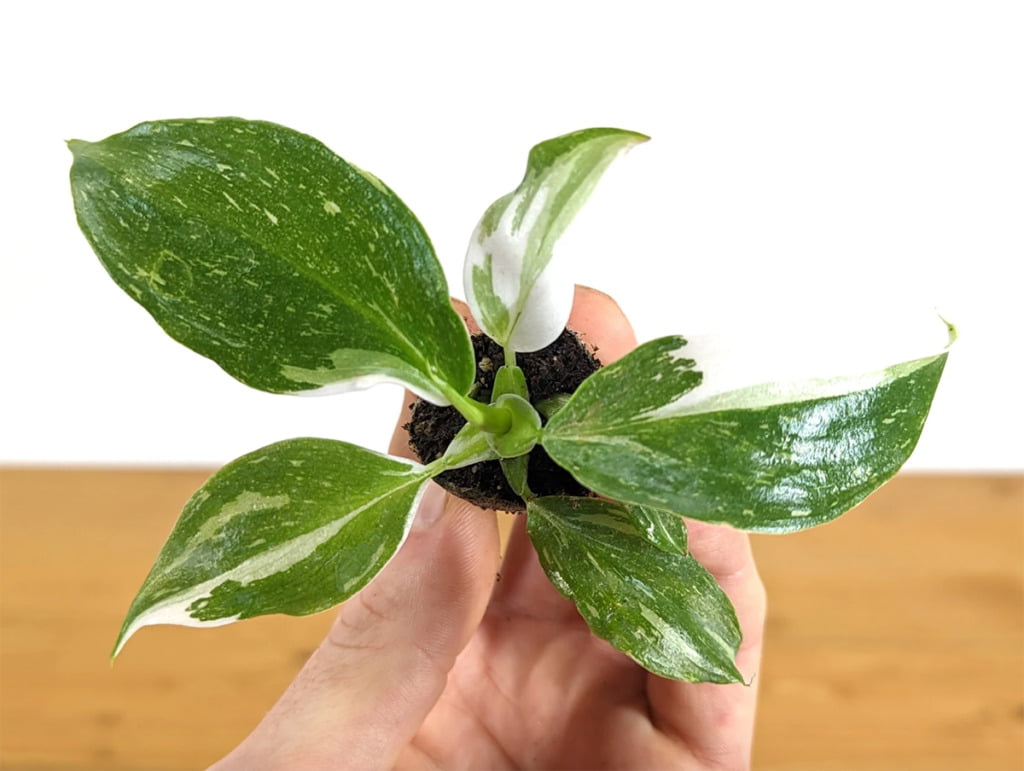 Lipstick Plant 101: The Ultimate Guide To Growing Gorgeous Lipstick ...