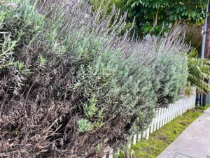 How To Nurture Your Lavender Tree: A Step-By-Step Guide - The Homey Space