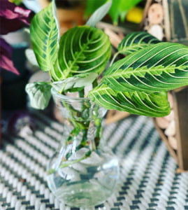 The Ultimate Guide To Growing Gorgeous Prayer Plant - The Homey Space