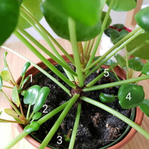 The Secrets To Growing Chinese Money Plant For Maximum Prosperity - The ...