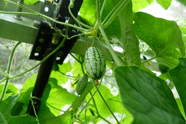 Growing Cucamelon: A Guide To "Miniature Watermelons" - The Homey Space