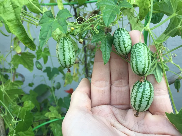 Growing Cucamelon: A Guide To "Miniature Watermelons" - The Homey Space