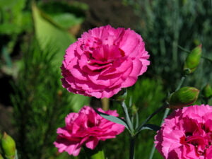 Carnation Flower Cultivation 101: Your Ultimate Grow Guide - The Homey ...