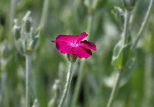 The Ultimate Guide To Grow Rose Campion - The Homey Space