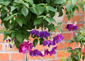 The 26 Best Plants For Window Boxes That Will Elevate Your Sill Appeal ...