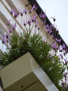 The 26 Best Plants For Window Boxes That Will Elevate Your Sill Appeal ...