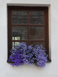 The 26 Best Plants For Window Boxes That Will Elevate Your Sill Appeal ...