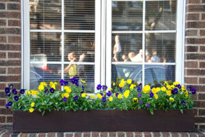 The 26 Best Plants For Window Boxes That Will Elevate Your Sill Appeal ...